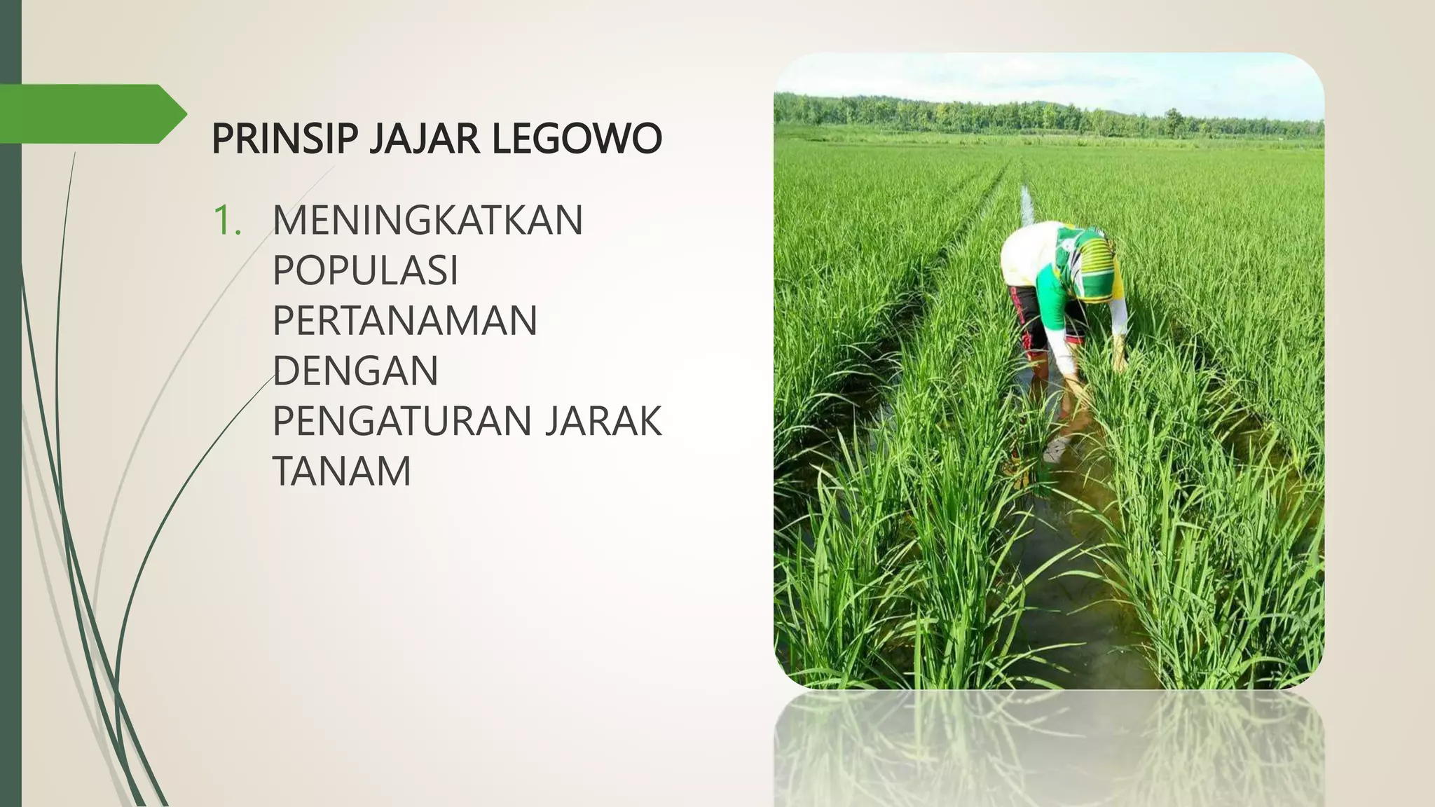 TIPE JAJAR LEGOWO.pptx