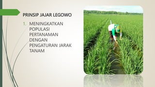TIPE JAJAR LEGOWO.pptx
