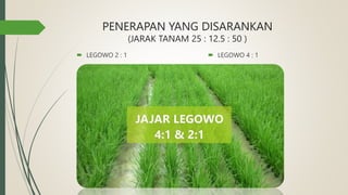 TIPE JAJAR LEGOWO.pptx