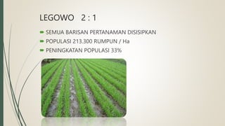 TIPE JAJAR LEGOWO.pptx