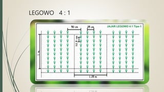 TIPE JAJAR LEGOWO.pptx
