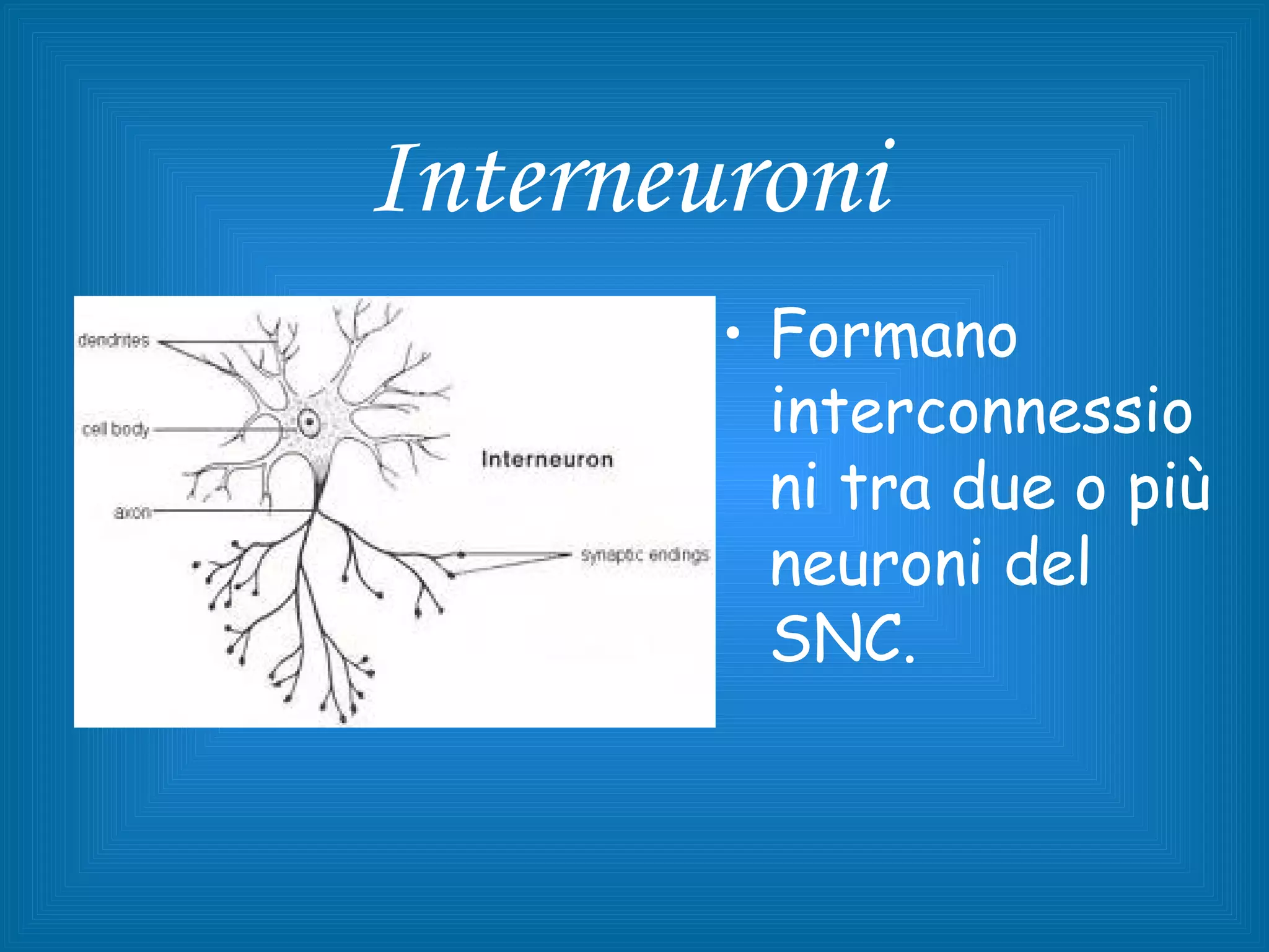 Tipi di neuroni | PPT