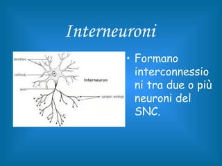 Tipi di neuroni | PPT