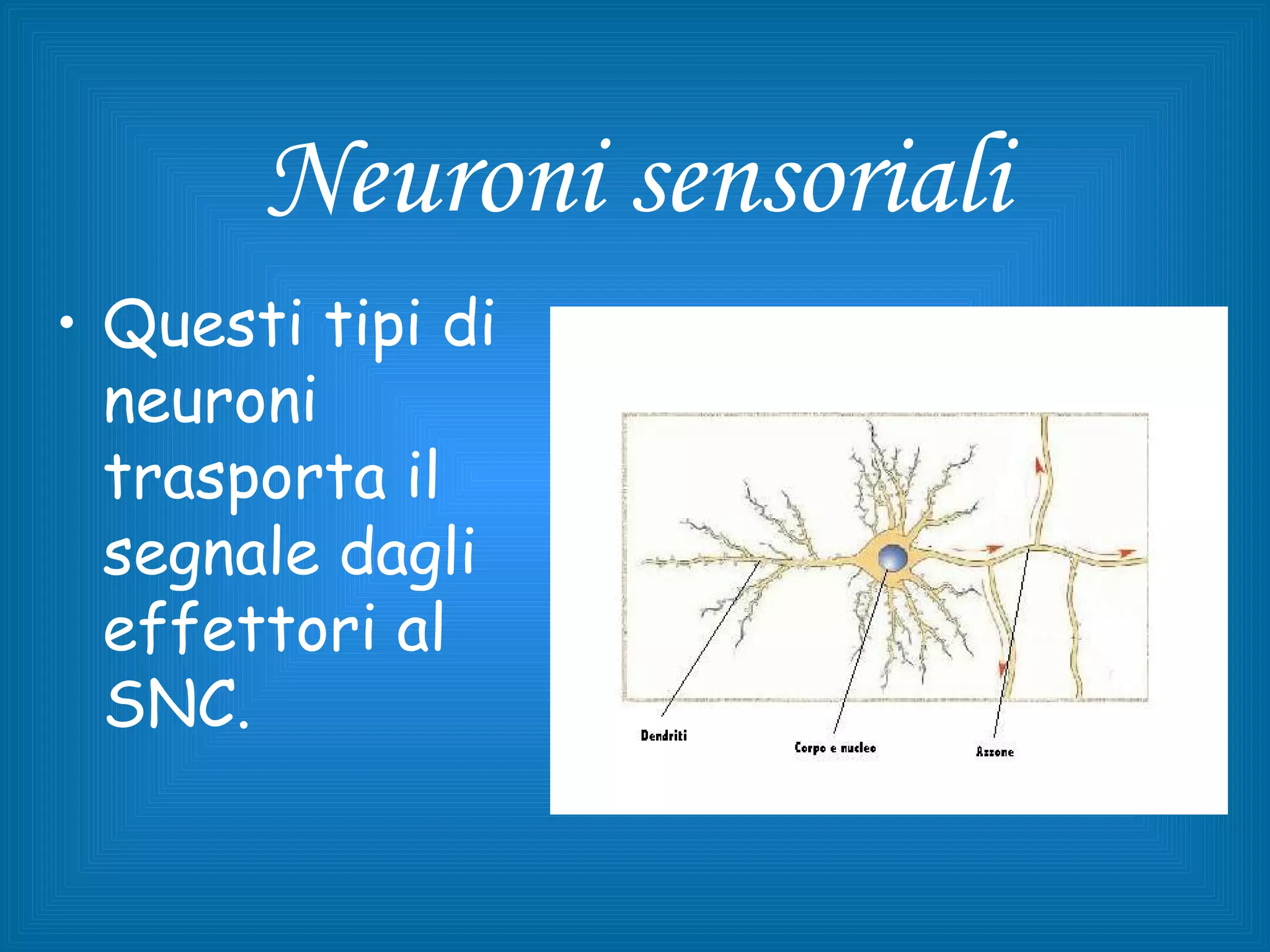 Tipi di neuroni | PPT
