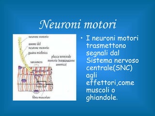 Tipi di neuroni | PPT
