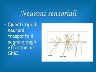 Tipi di neuroni | PPT
