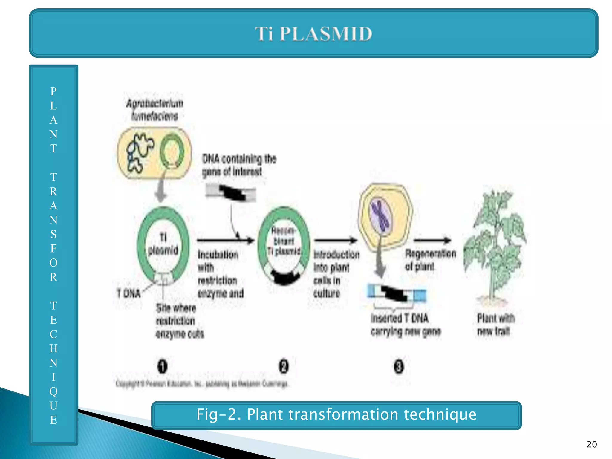 Ti plasmid | PPTX