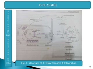 Ti plasmid | PPTX