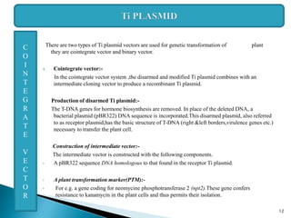 Ti plasmid | PPTX