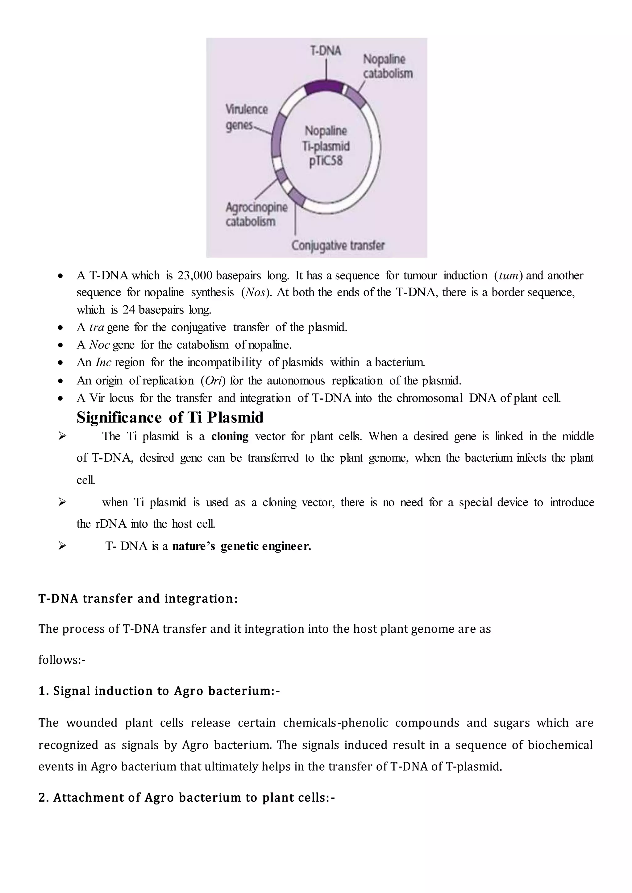 Ti plasmid | DOCX