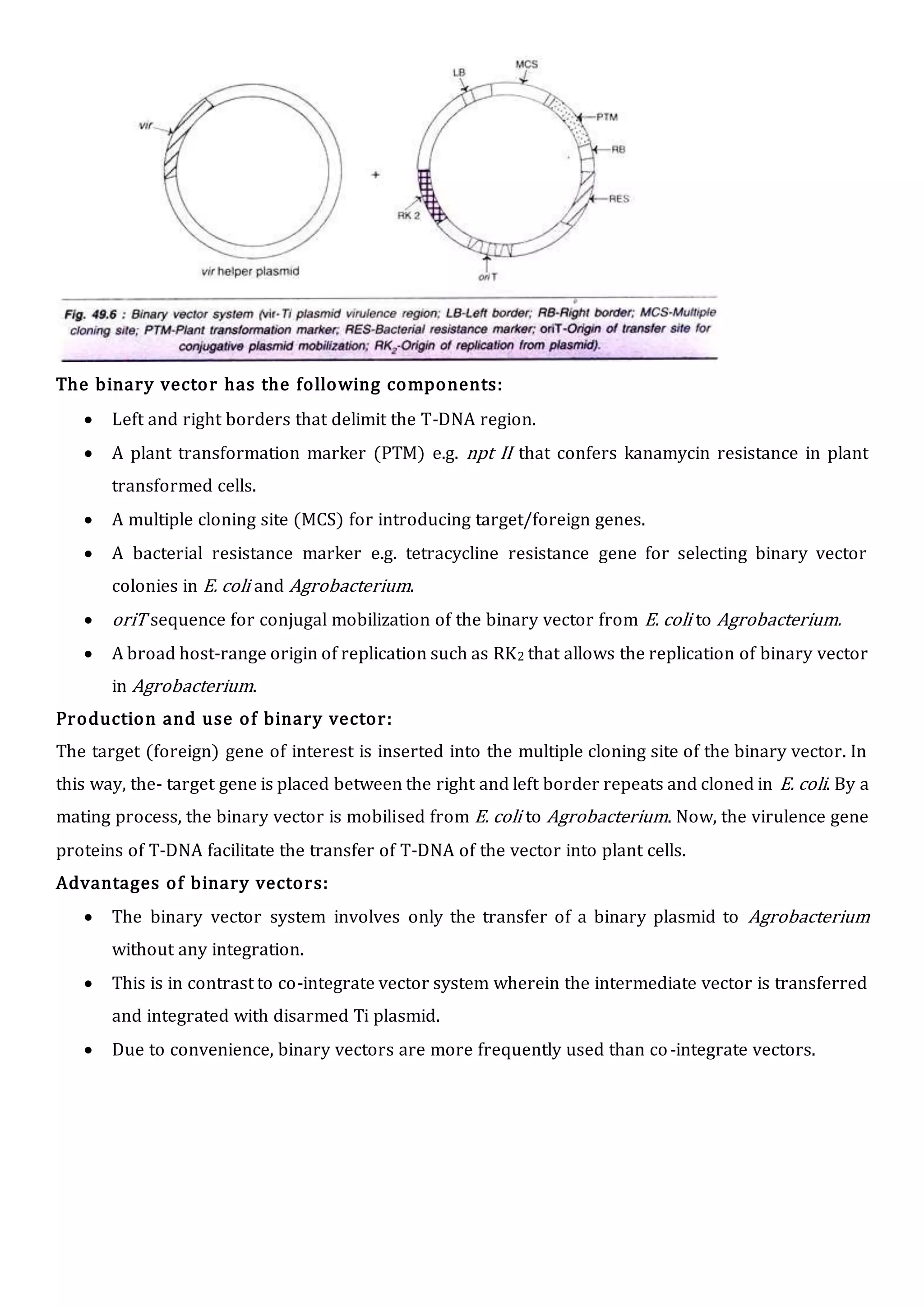 Ti plasmid | DOCX