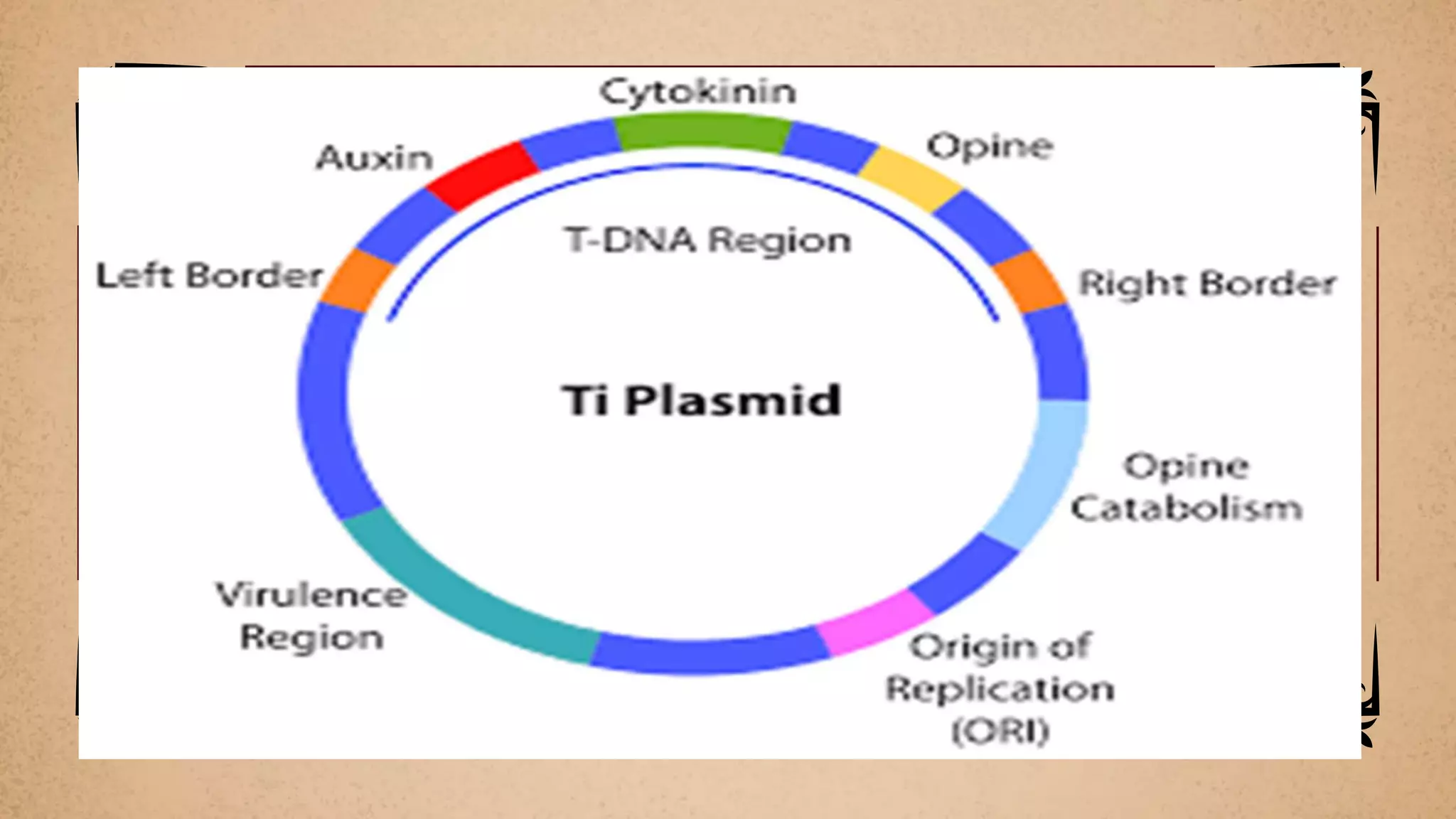 ti plasmid derived vector.pptx