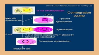 ti plasmid derived vector.pptx