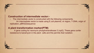 ti plasmid derived vector.pptx