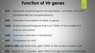Ti Plasmid & Agrobacterium Mediated gene transfer | PDF