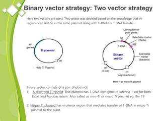 Ti Plasmid | PPTX