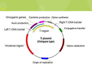 Ti Plasmid
