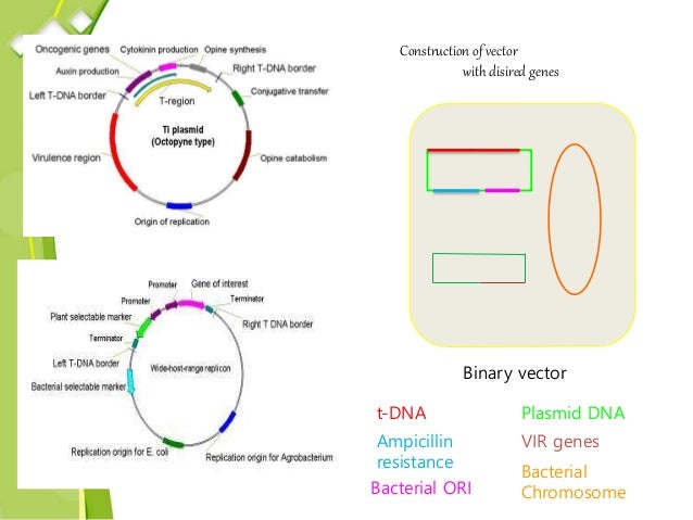 Ti Plasmid