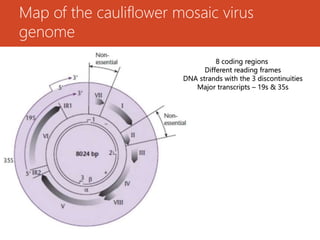 Ti plasmid and ca mv | PPTX