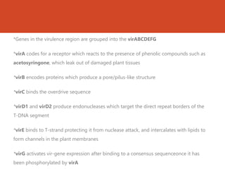 Ti plasmid and ca mv | PPT