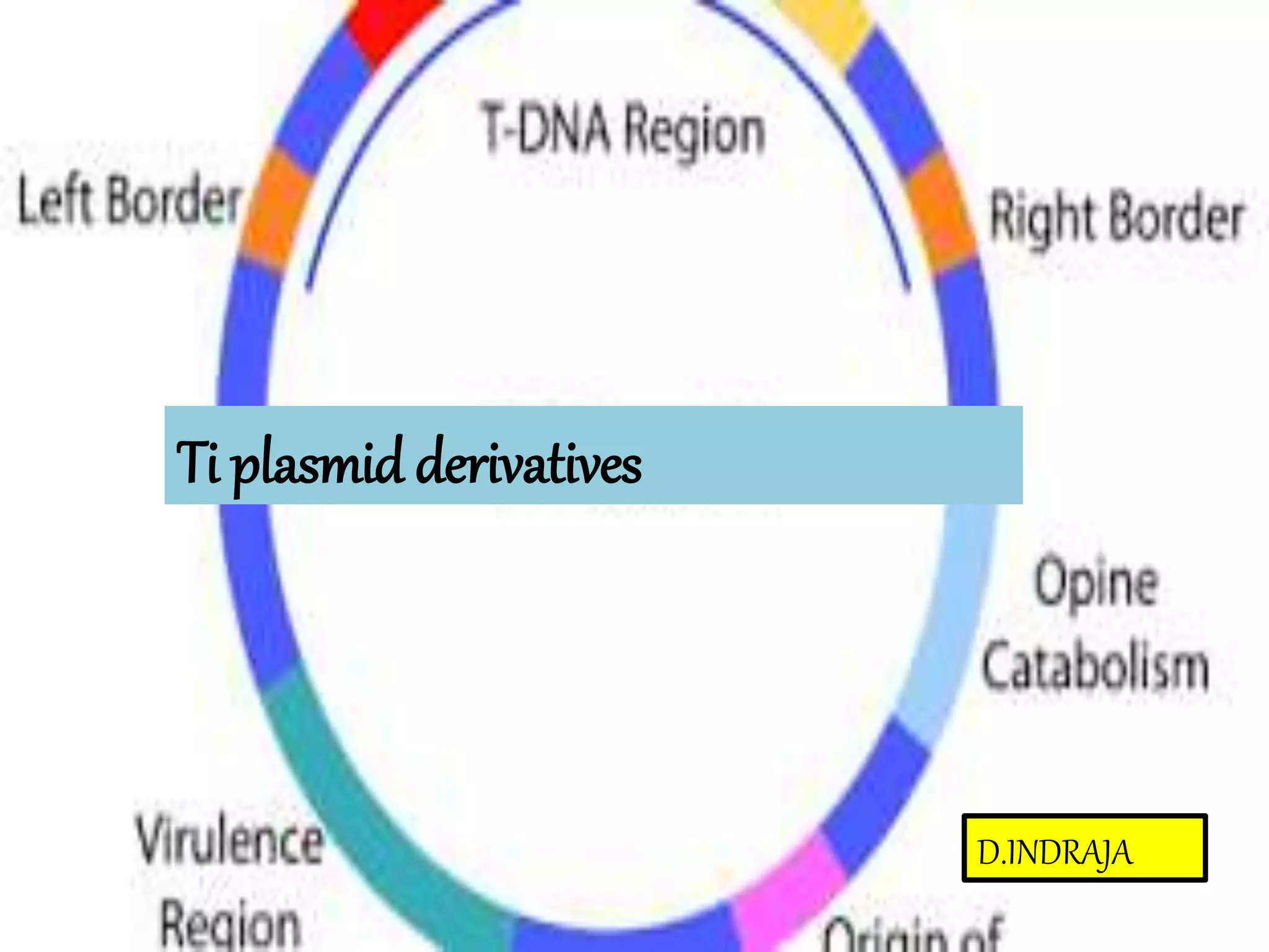 Ti plasmid derivatives | PPTX
