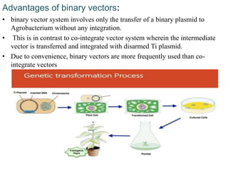 Ti plasmid derivatives | PPTX