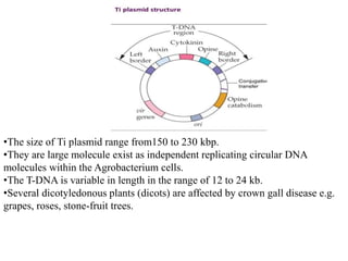 Ti plasmid derivatives | PPTX