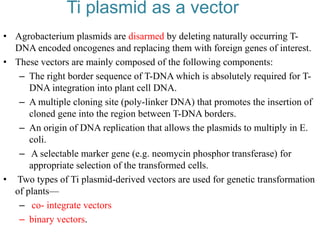 Ti plasmid derivatives | PPTX