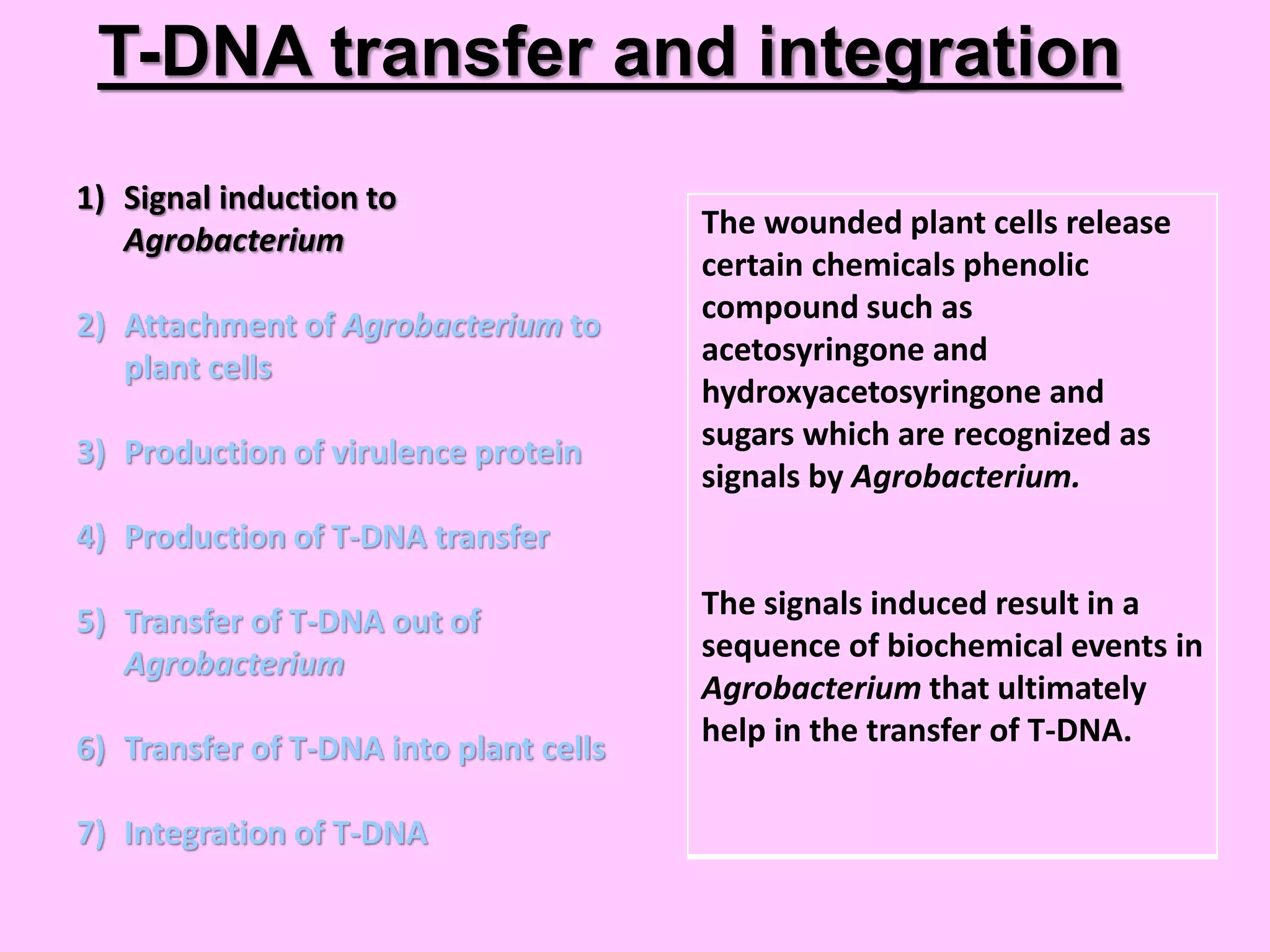 agrobacterium | PPT
