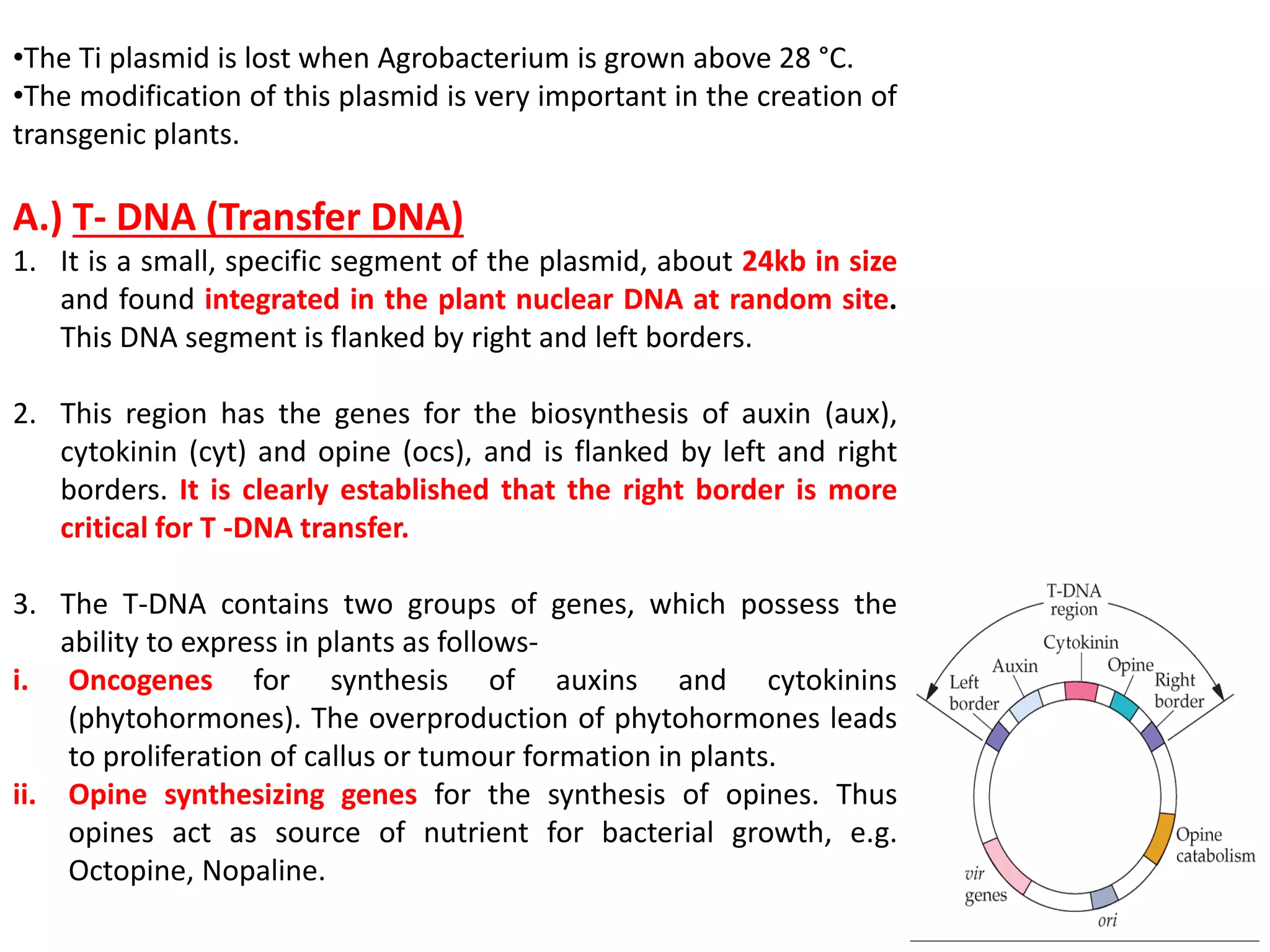 Ti plasmid ss | PDF
