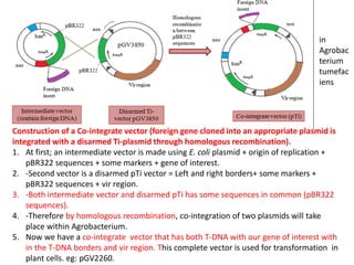 Ti plasmid ss | PDF | Biotech and Biomedical Industry | Industries