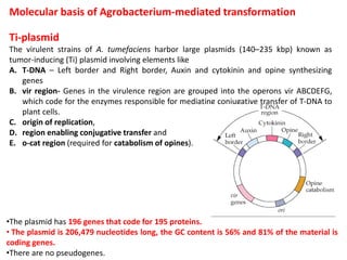 Ti plasmid ss | PDF