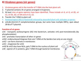 Ti plasmid ss | PDF