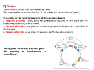 Ti plasmid ss | PDF | Biotech and Biomedical Industry | Industries