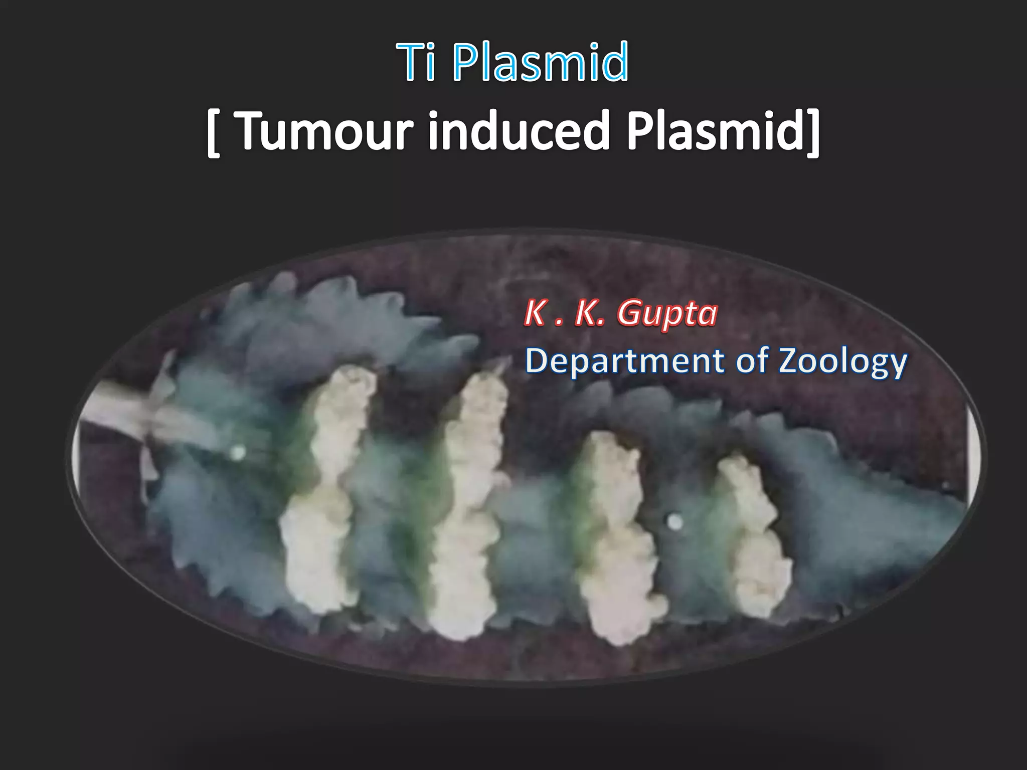 Ti plasmid vector | PPT