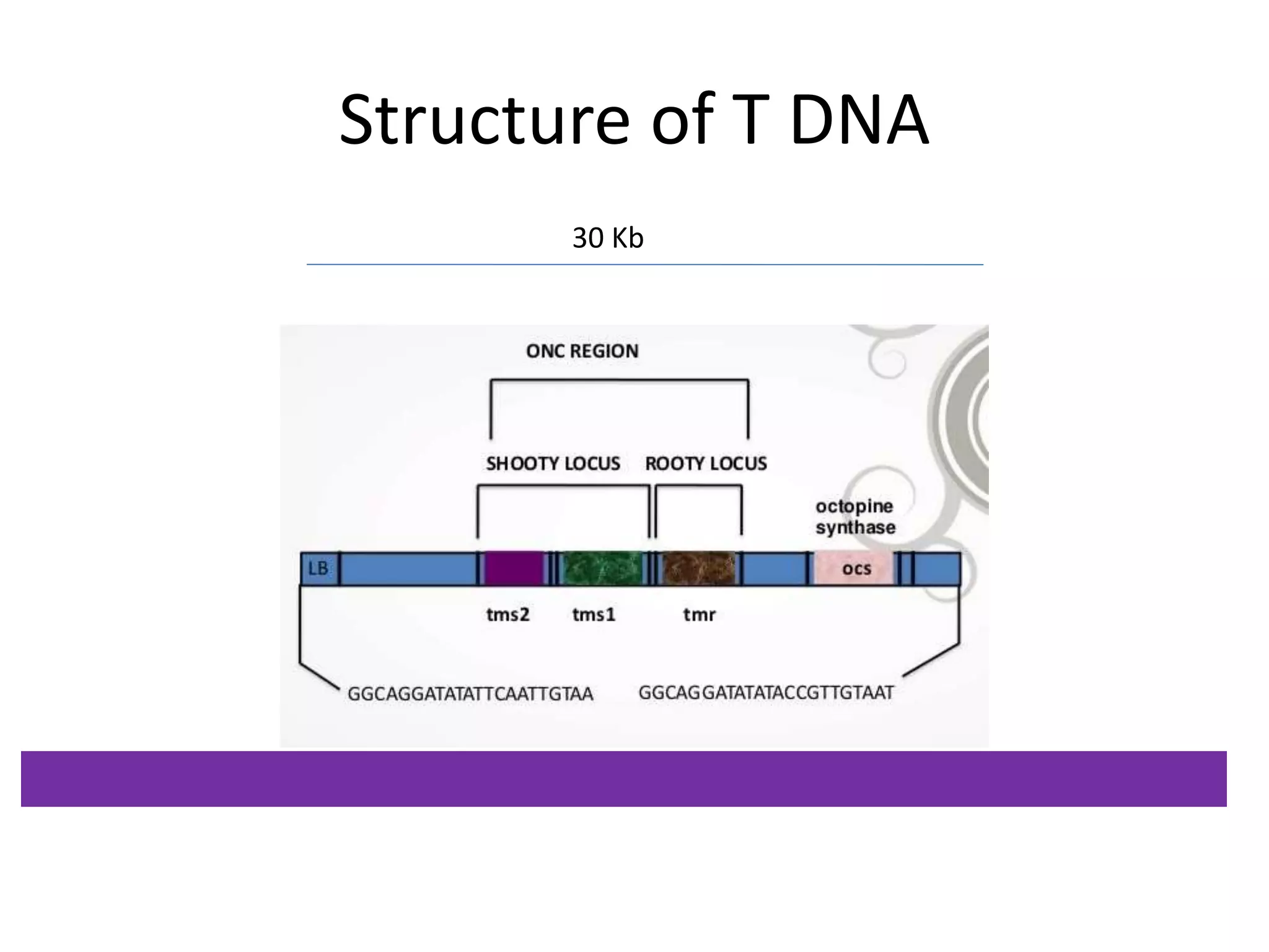 Ti plasmid vector | PPT