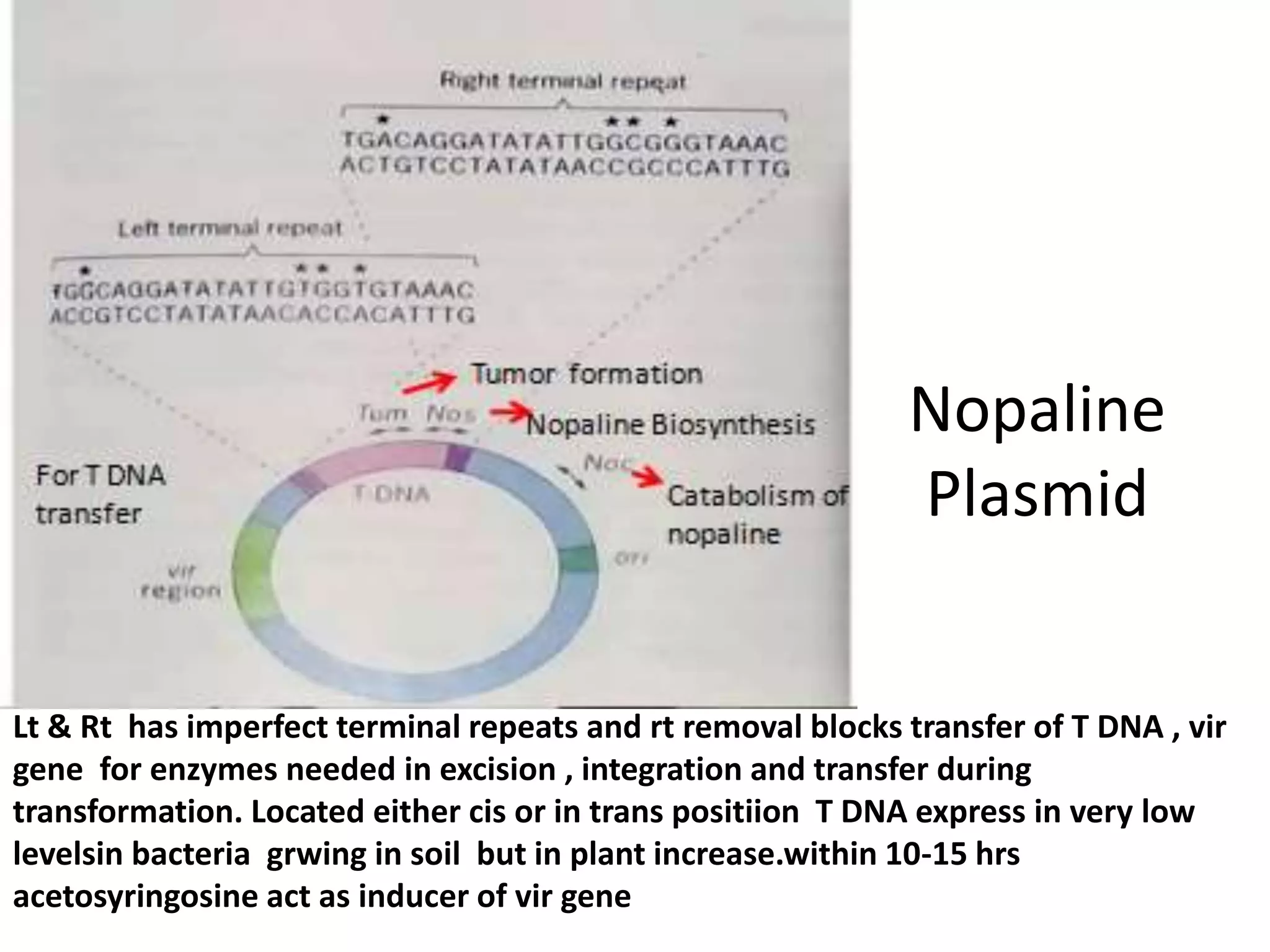Ti plasmid vector | PPT