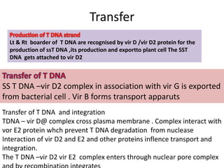 Ti plasmid vector | PPT