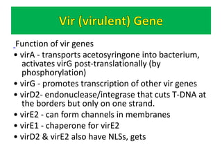 Ti plasmid vector | PPT