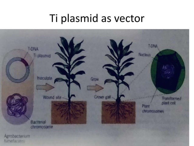 Ti plasmid vector | PPT