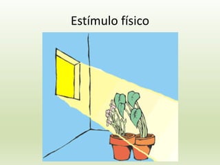 tipos-de-est-mulos-pdf