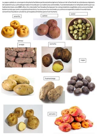 Tipos de-papas | DOCX
