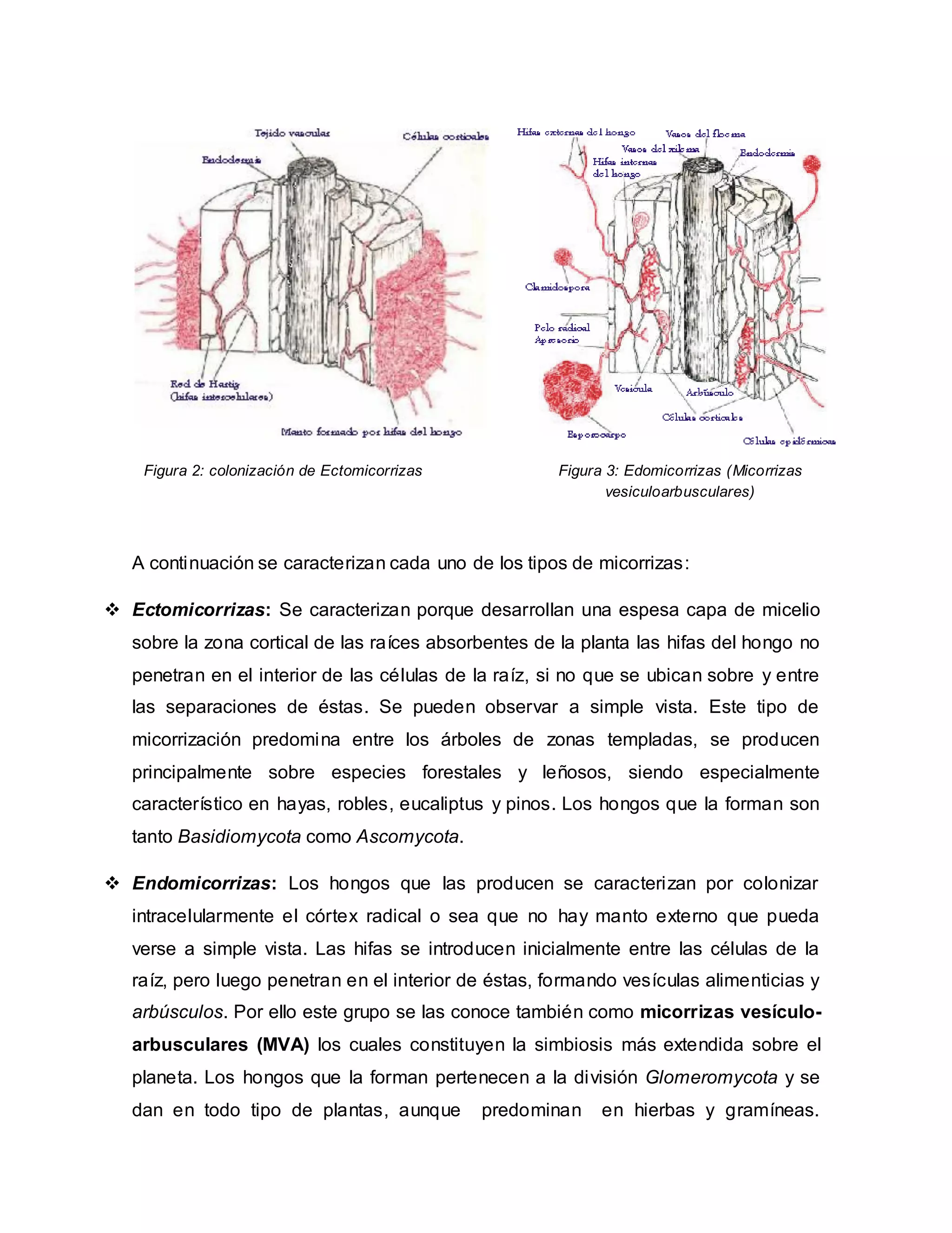 Tipos micorrizas | PDF
