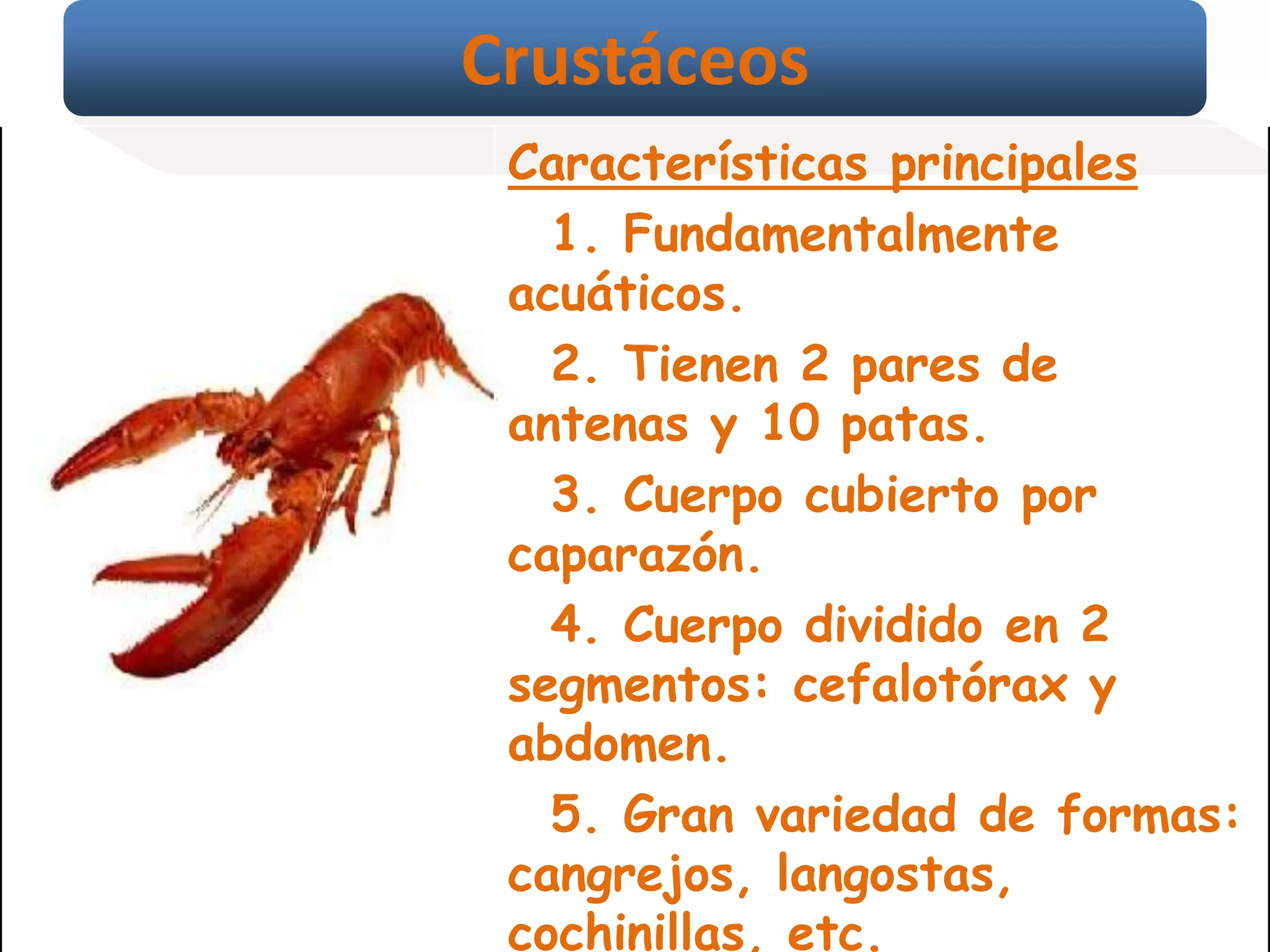 Tipos de animales | PPTX