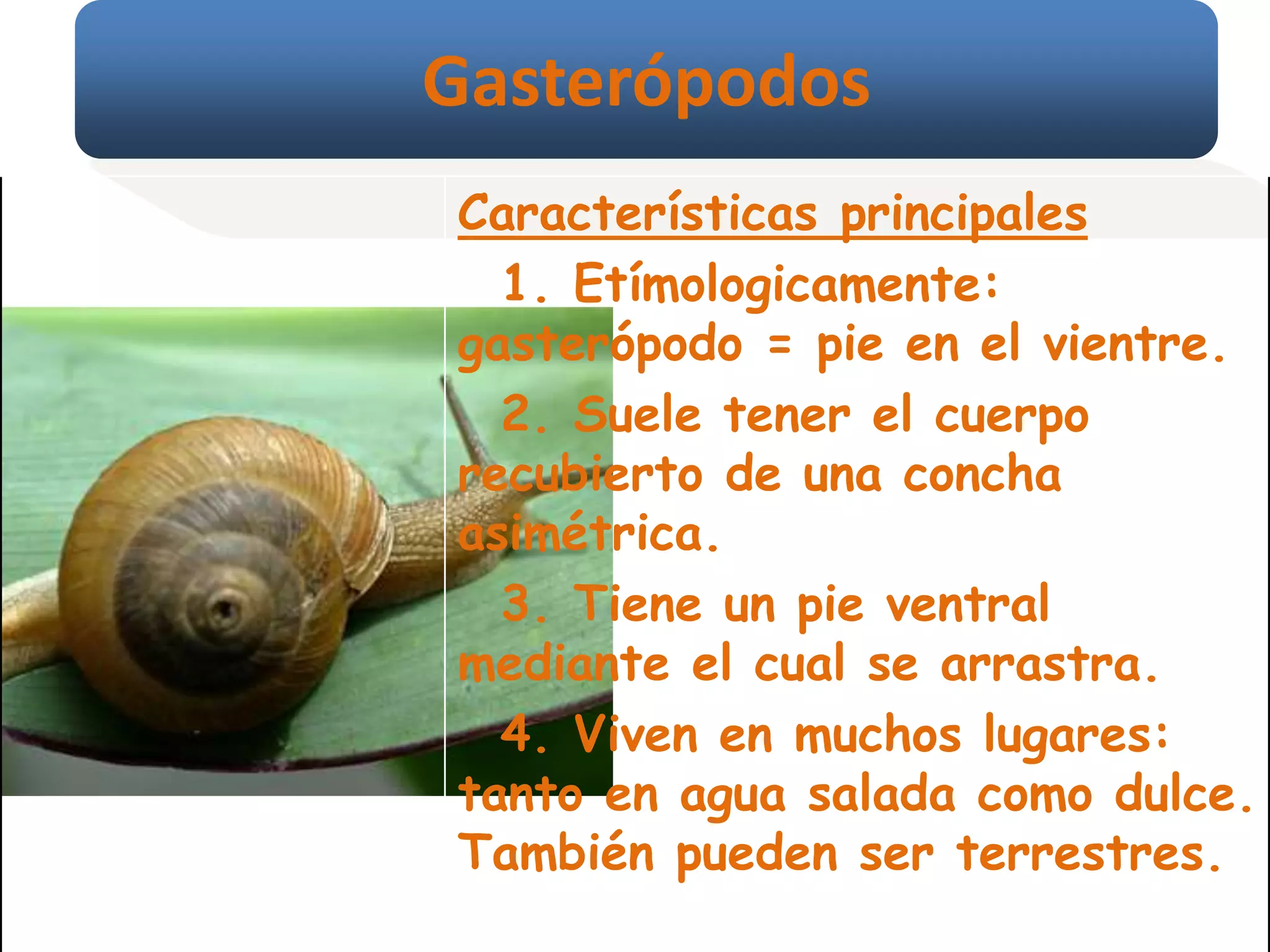 Tipos de animales | PPTX