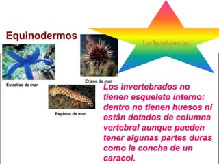 Tipos de animales | PPTX