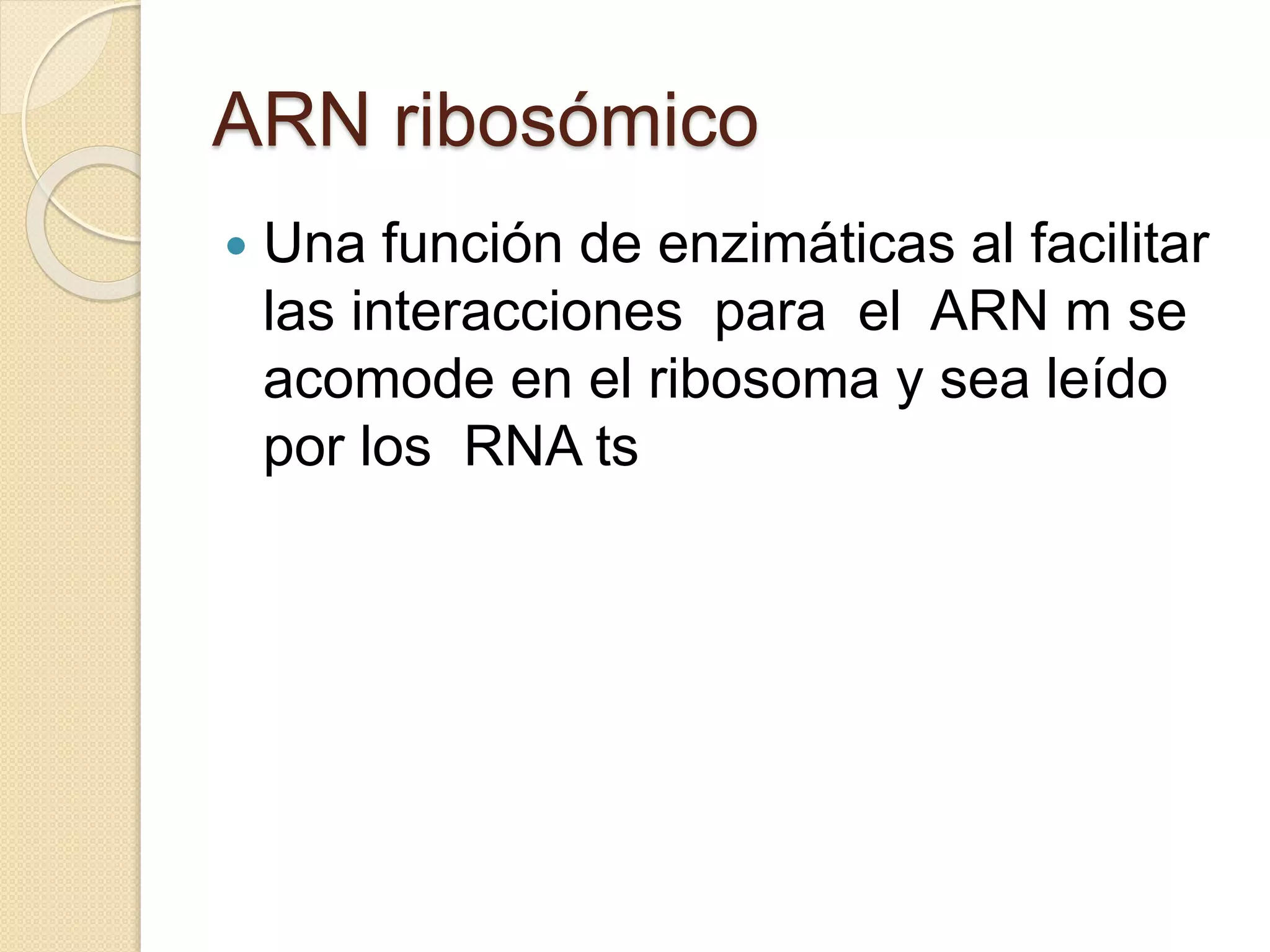 Tipos de ARN | PPTX