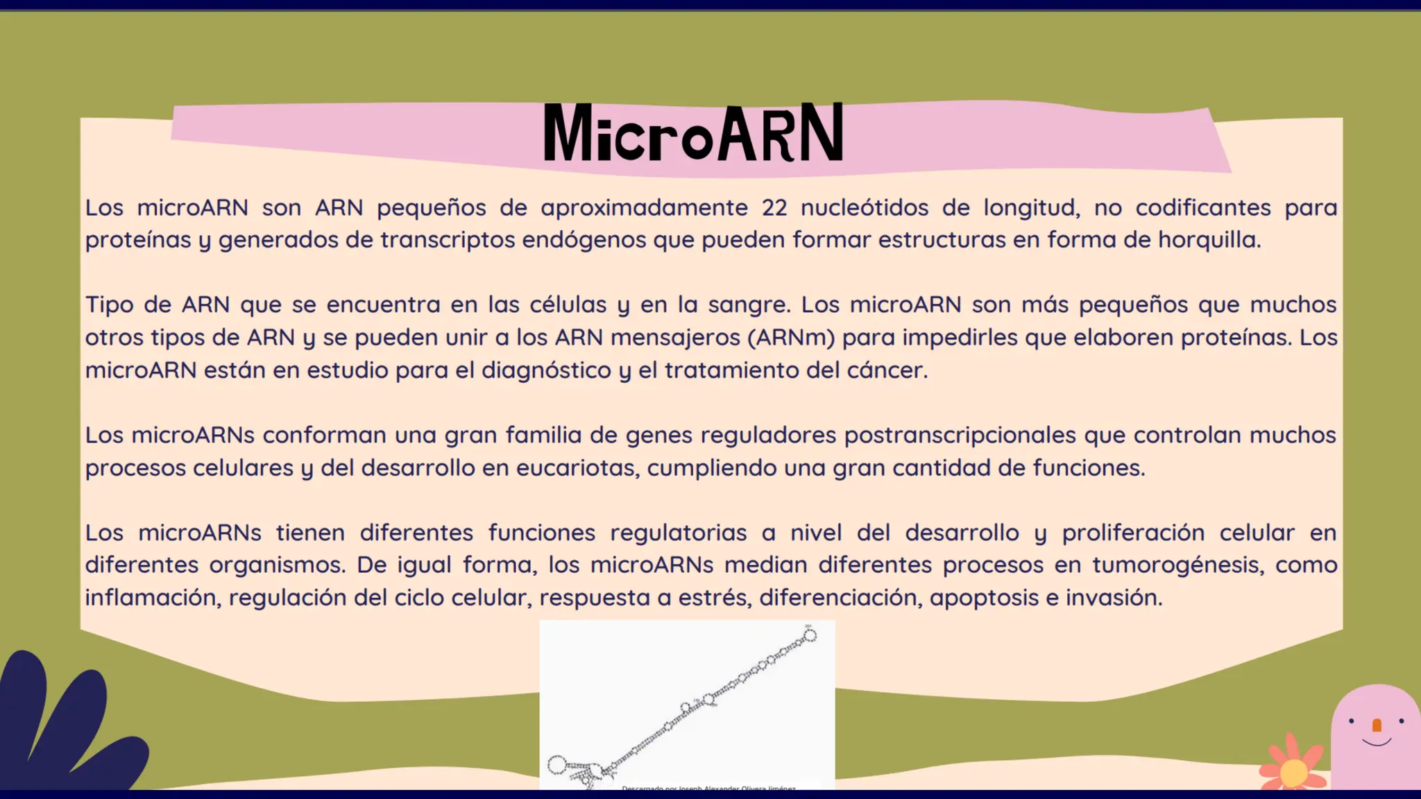 TIPOS DE ARN BM.pdfxxdddzdddddddddxfffrrrr | PPT