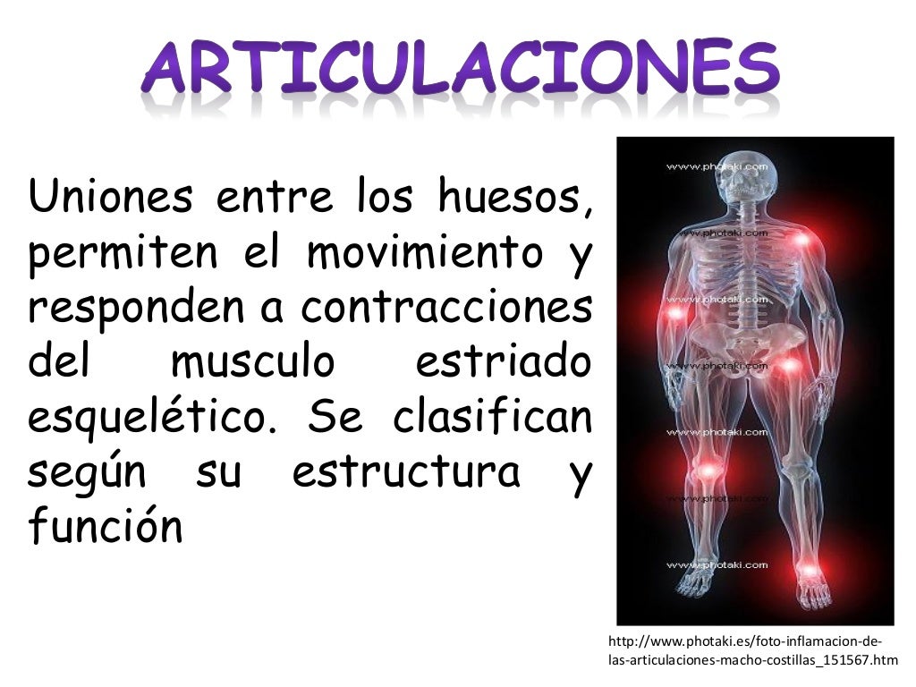 Tipos De Articulaciones