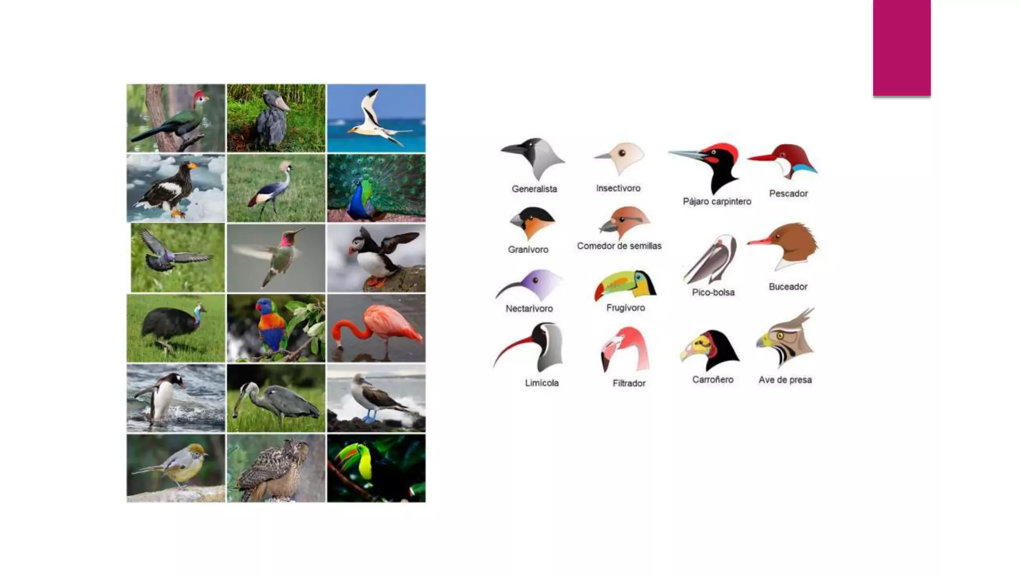 Tipos de aves | PPTX